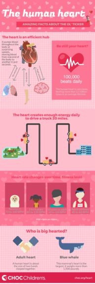 Infographic: Amazing Heart Facts - CHOC Children's Blog